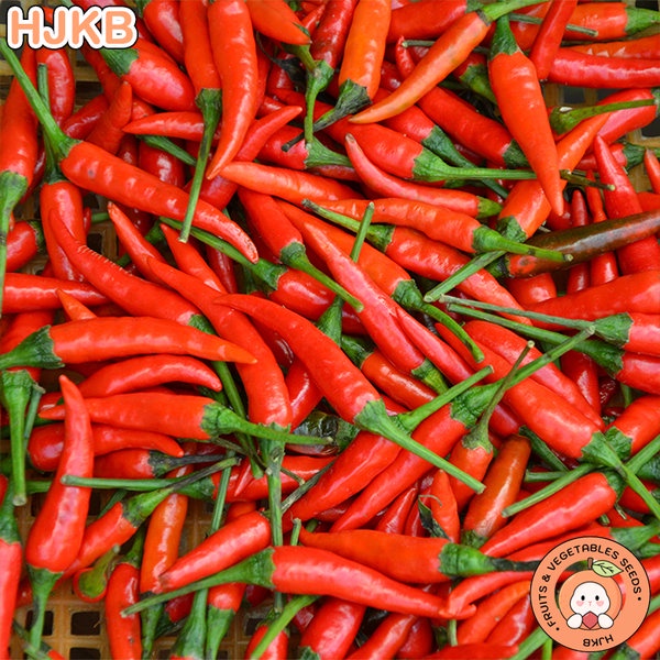 Pepper Seeds - Siling Labuyo - Chili Pepper Seeds - Vegetable Seeds ...