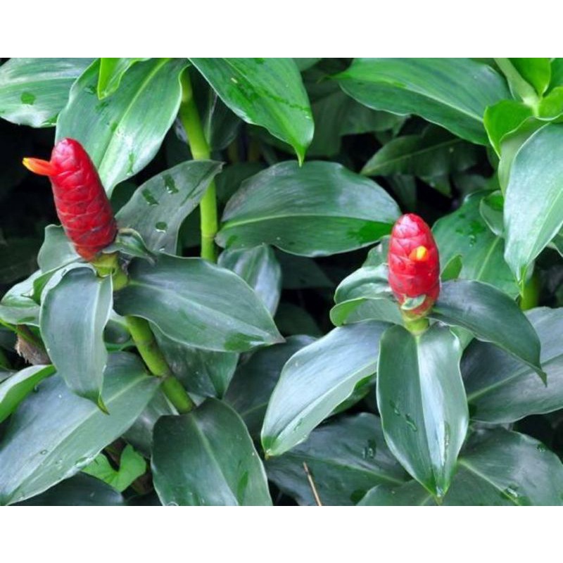 Costus Red Button Ginger Plant Rooted seedlings | Shopee Philippines