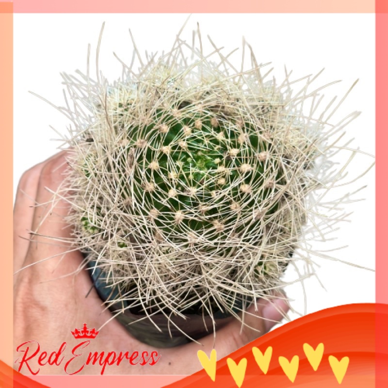 COD Semi Rare Bare Root Cactus | Shopee Philippines