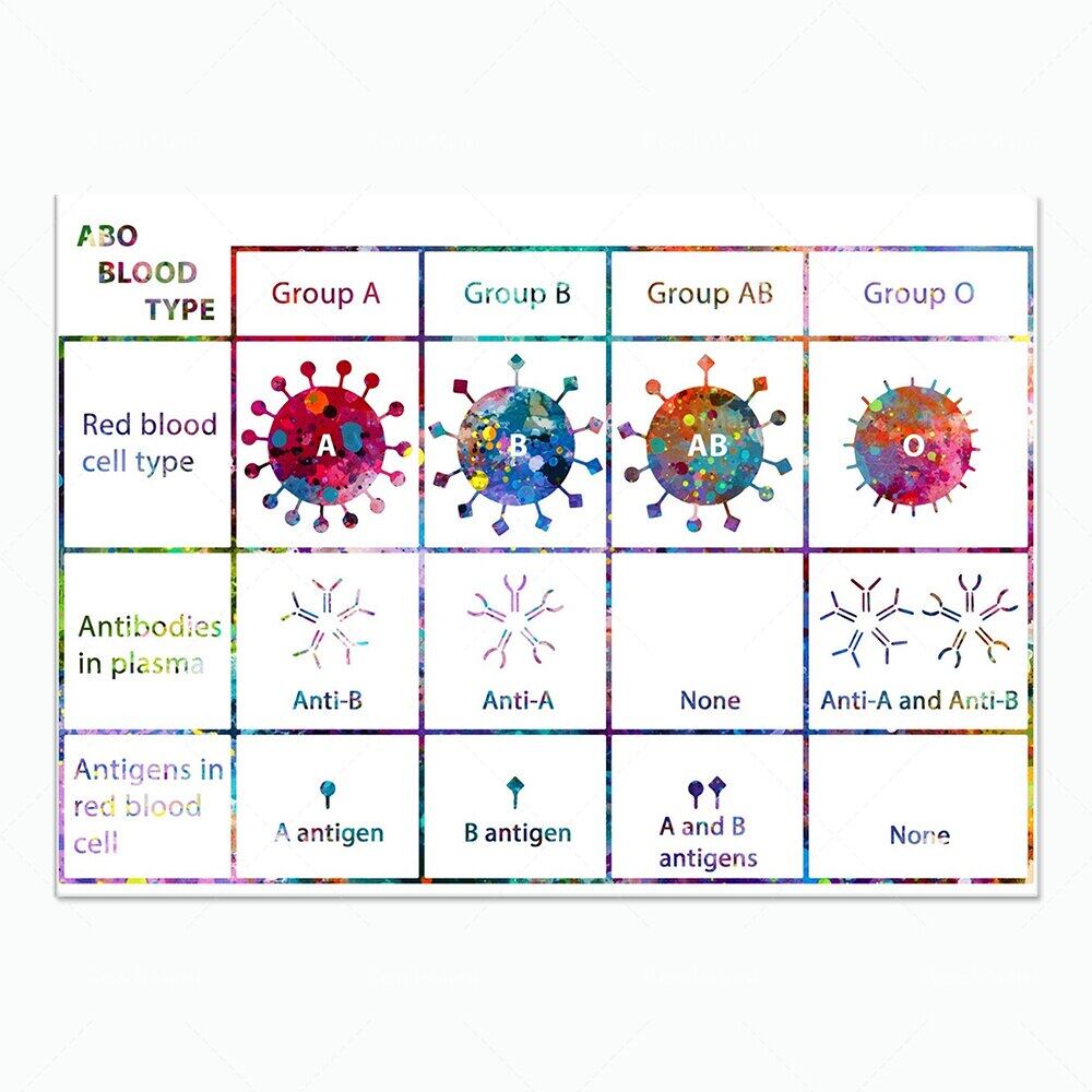 Abo Blood Group Diagram Biology Poster Hematology Human Anatomy ...