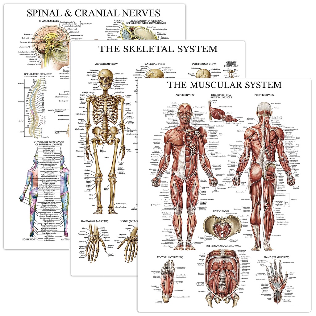 3 Pieces Pack-Muscle+Skeleton+Spine Neurological Anatomy Poster Set ...