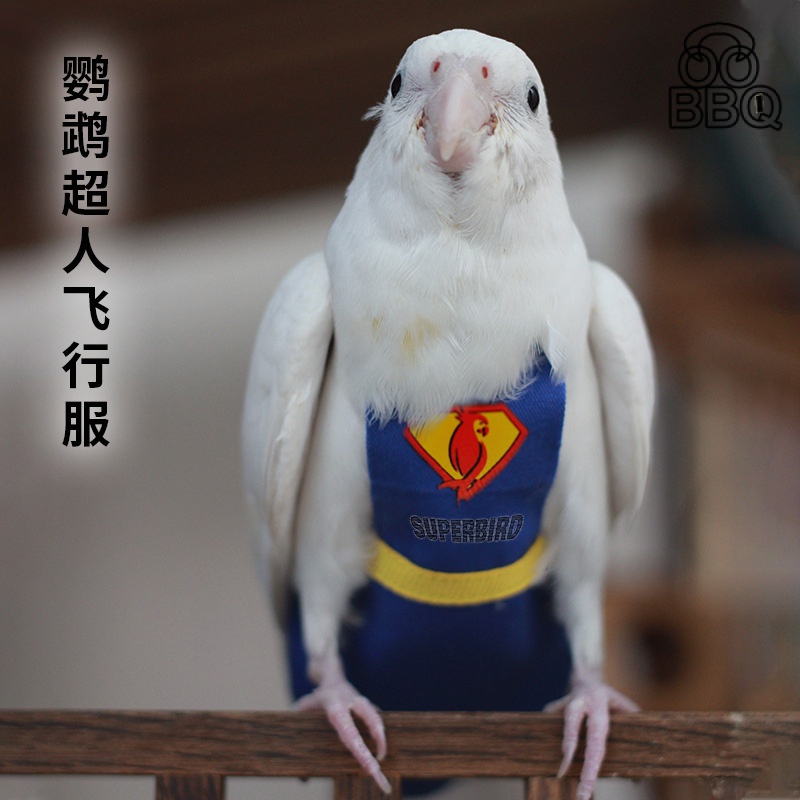 New Superman parrot clothes bird diapers diapers Xuanfeng peony parrot ...