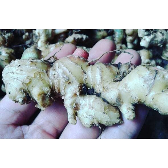 MERAH CHEAPEST New Fresh Emprit Ginger, not red elephant ginger, can be ...