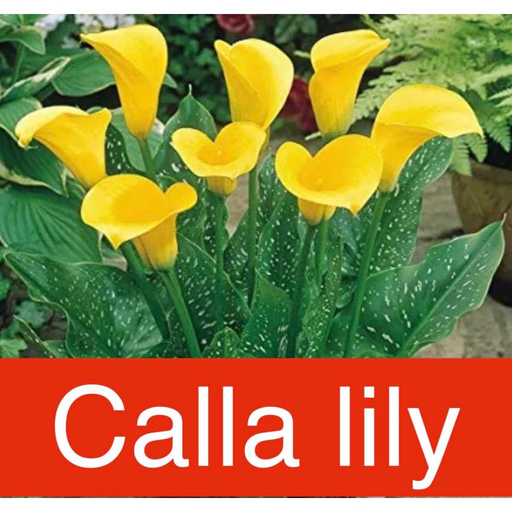Calla lily Mixed flower bonsai 20pack/Seeds Home Garden Beautiful ...
