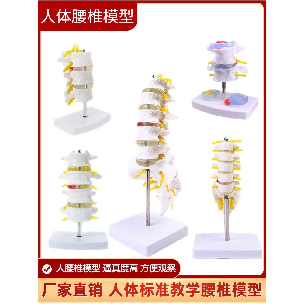 Human Spine Model Vertebrae Lumbar Model Lumbar Vertebra Structure ...