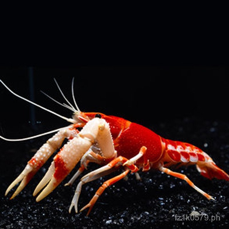 Tricolor Volcano Orange Ornamental Shrimp Ghost Blue Demon Crayfish Sky ...