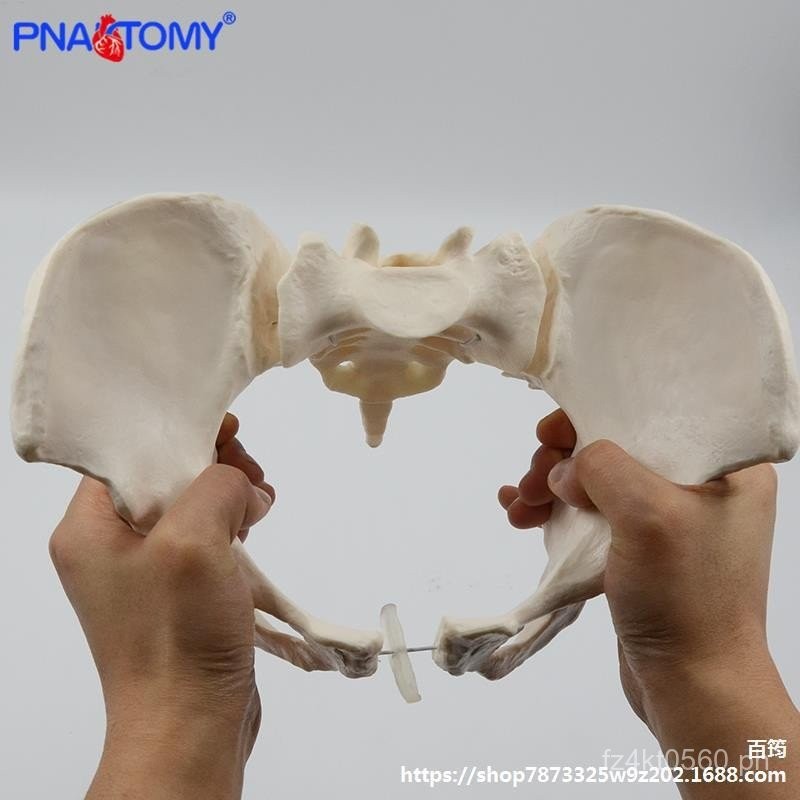Sacral bone can bend X9EB Pelvic Floor Muscles Hip Bones Human Pelvic ...