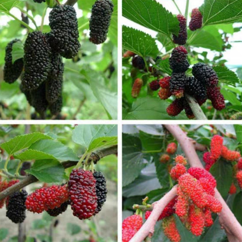 Mulberry Seeds - Pot Dwarf Mulberry Fruit Seeds for Planting（20Seeds ...