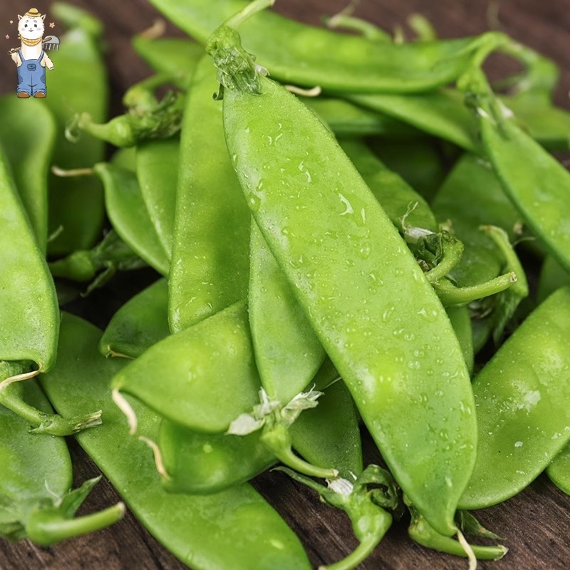 Snow pea Seeds - (5 seeds）Snow Pea Sitsaro Vegetable Seeds | Shopee ...