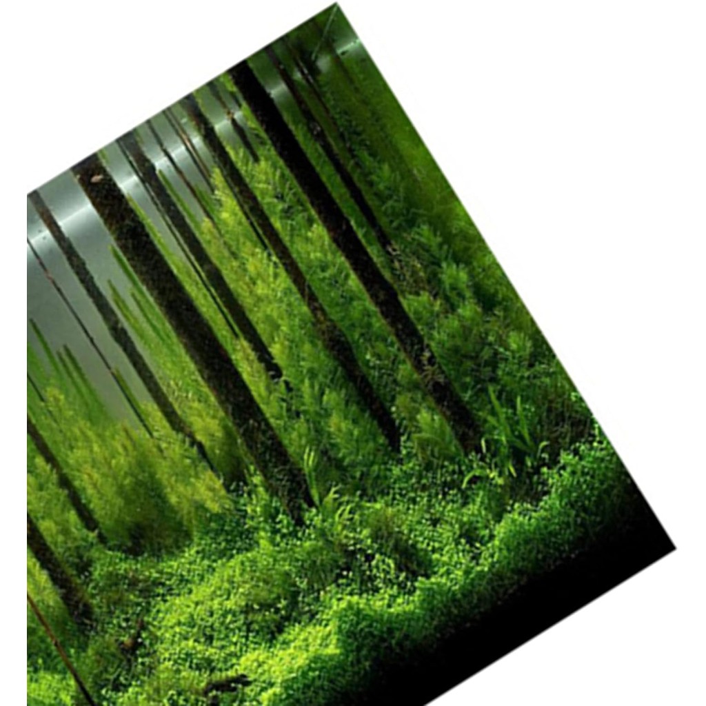 Aquarium Background 10 Gallon Tank Aquarium Poster Aquarium Forest ...