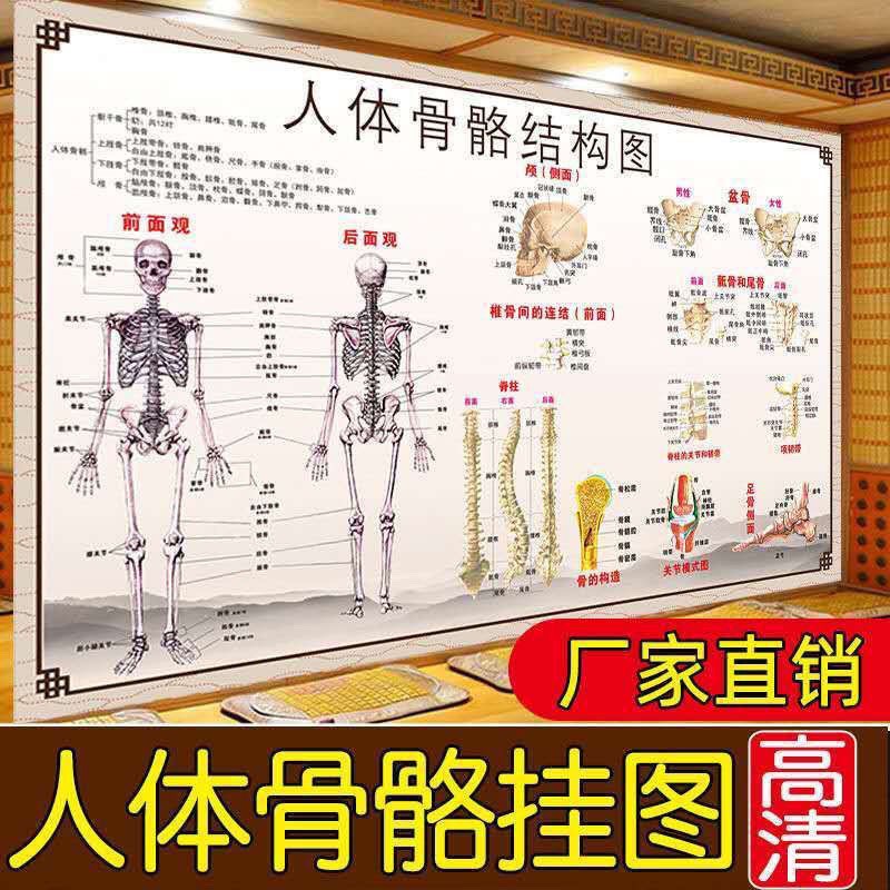 Chinese Medicine Store Human Body Bone Structure Whole Body Map Human ...