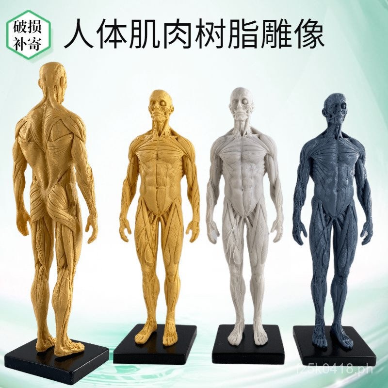 Sketch DHTZ Neutral Model Drawing Flesh Full Body Anatomy Reference Art ...