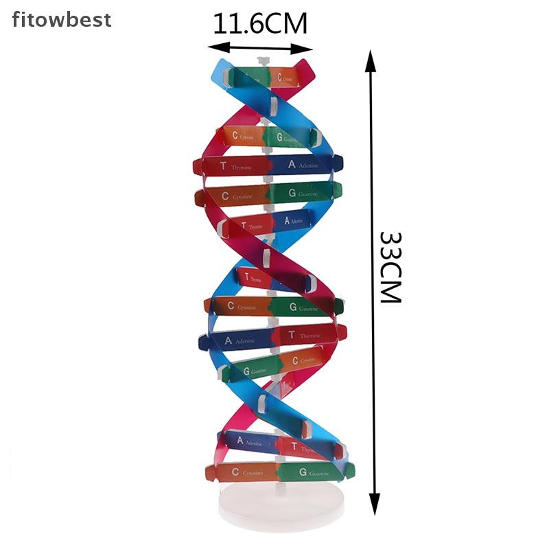 Fbph Human Genes DNA Models Double Helix Science Toys Teaching Learning ...