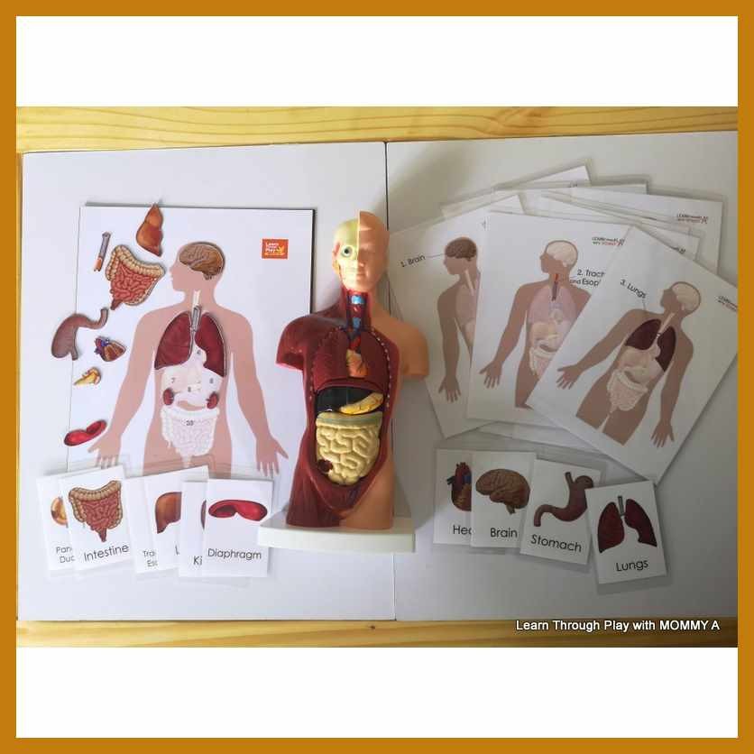 Human{LW%Body[ni^Anatomy>Ic)Montessori}kY)Learning}Bo*Set~W*for~b*Kids ...
