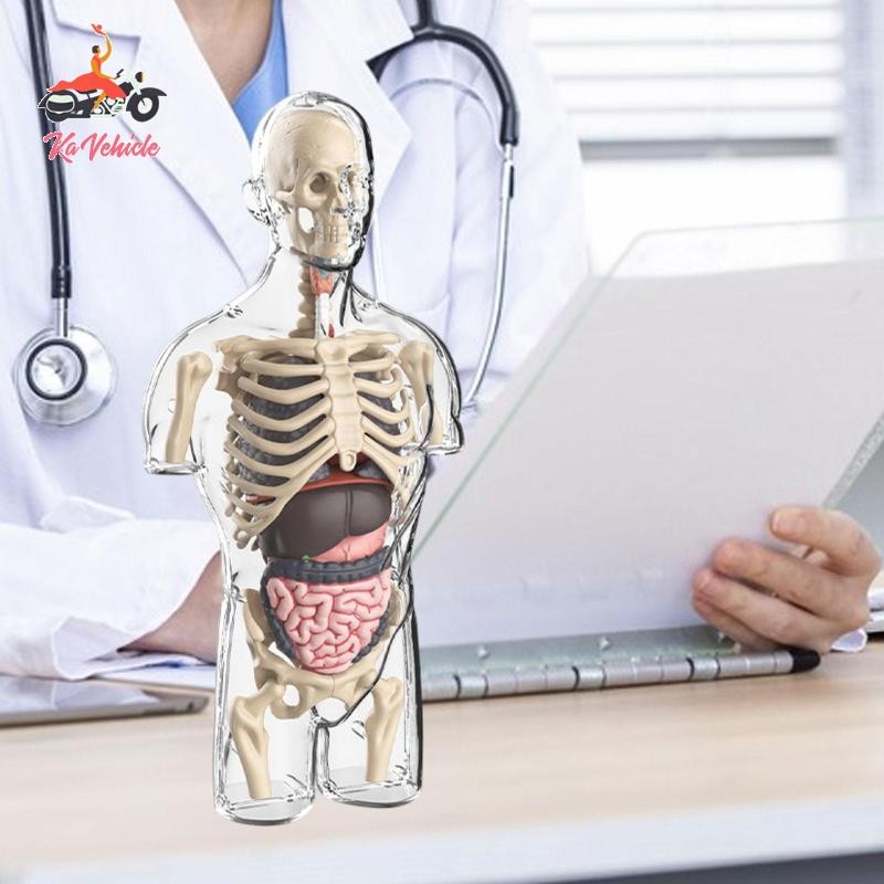 [Whstrong] Human Body Model Kits Torso Model Body Parts Organs for ...
