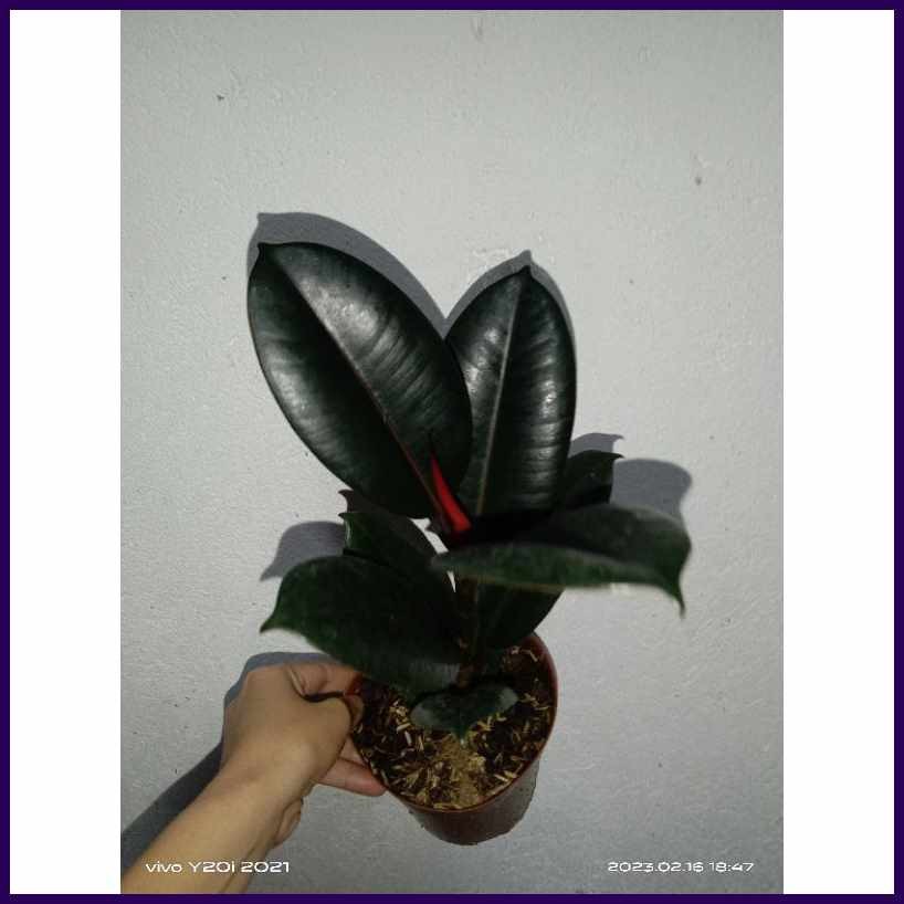 Black/c+Prince>Yo>Rubber>XH}Tree:>s}Very=o|Dark=K|Green=F|Glossy=a ...