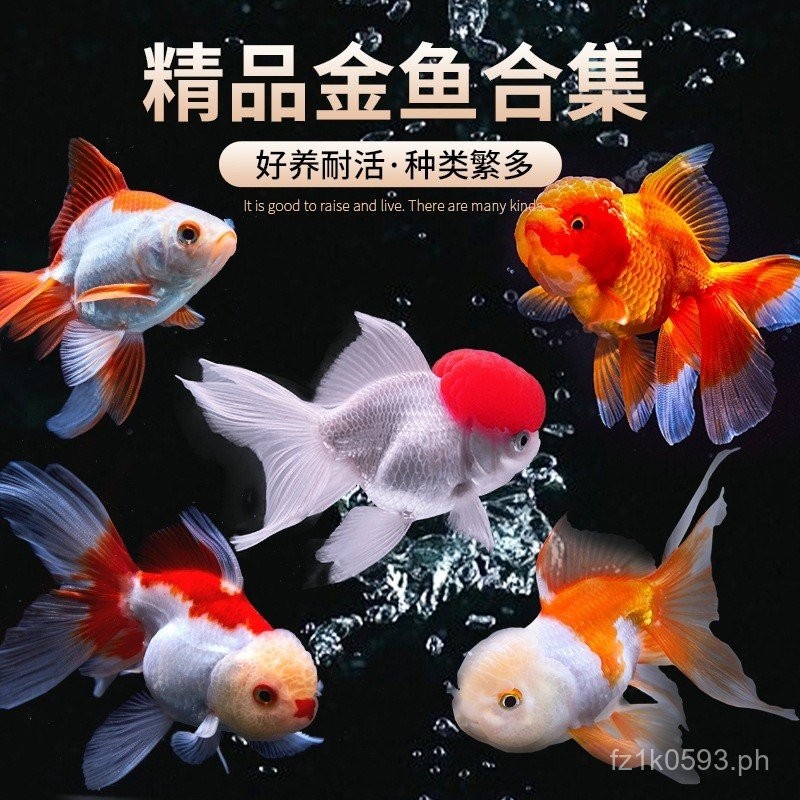 Small Goldfish Easy to Raise Large Ornamental Fish Goldfish Live Fish ...