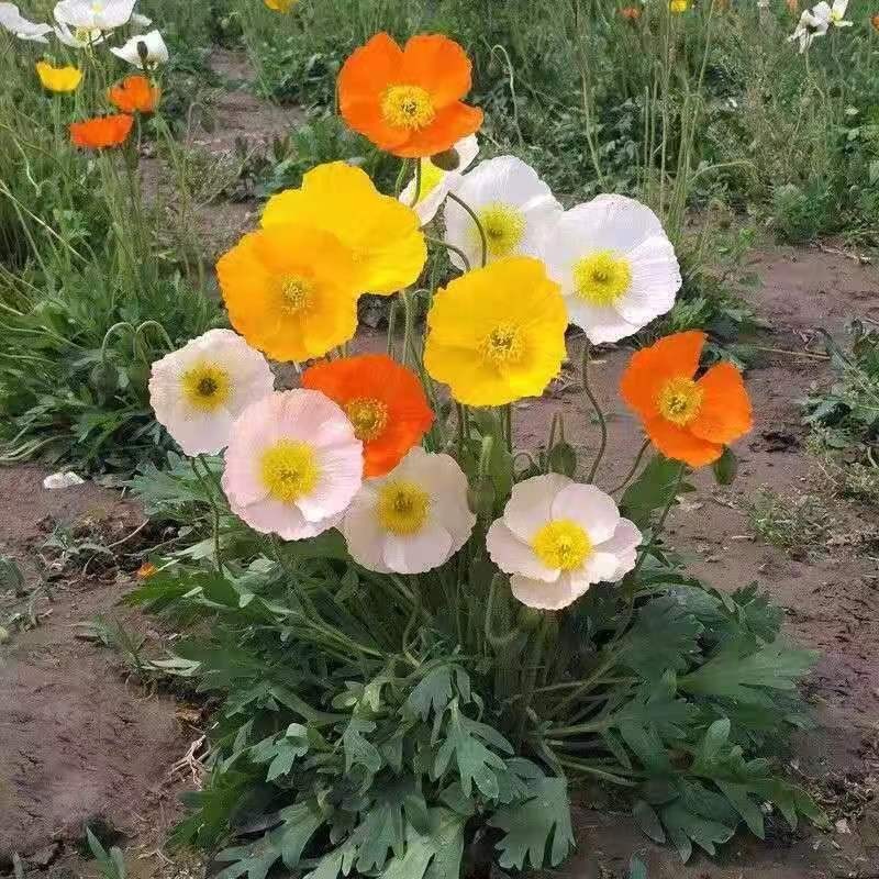 Easy to grow丨Rare Flanders Assorted Flower Seeds for Planting (100 ...