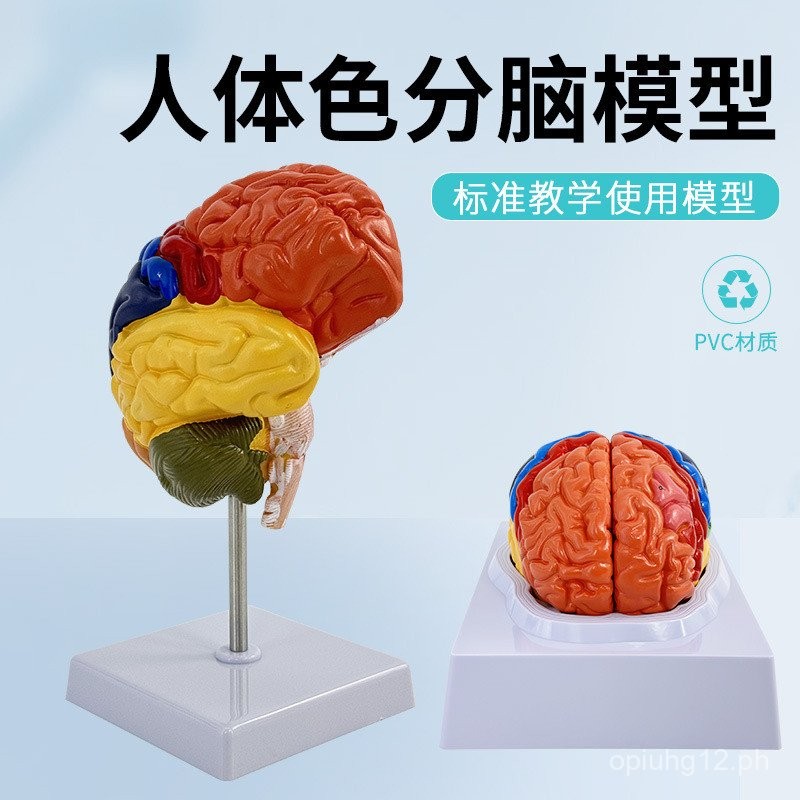 Teaching Simulation Brain Model Brain Slices Functional Slices Cerebral ...