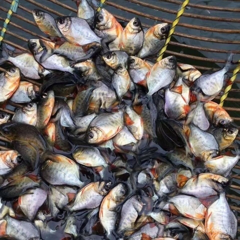 Edible Pomfret Breeding Fish Fry Live Symbiotic Pomfret Fry Fish Fry ...