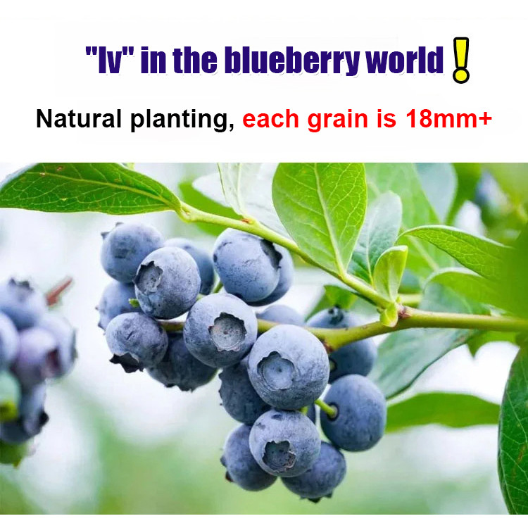 Northeast specialties dried blueberries | Shopee Philippines