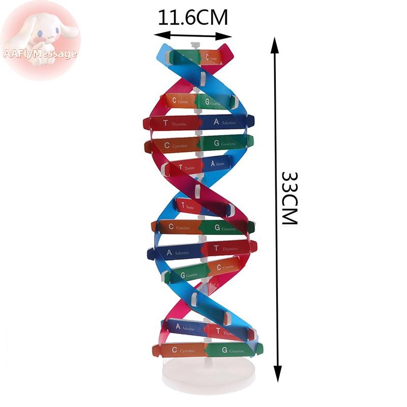 AFIYM Human Genes DNA Models Double Helix Science Toys Teaching ...