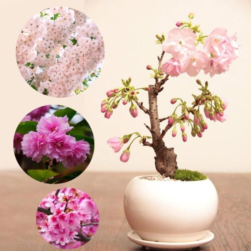 Japanese Sakura Seeds - Sakura Cherry Blossom Sakura Tree Seeds Flower ...