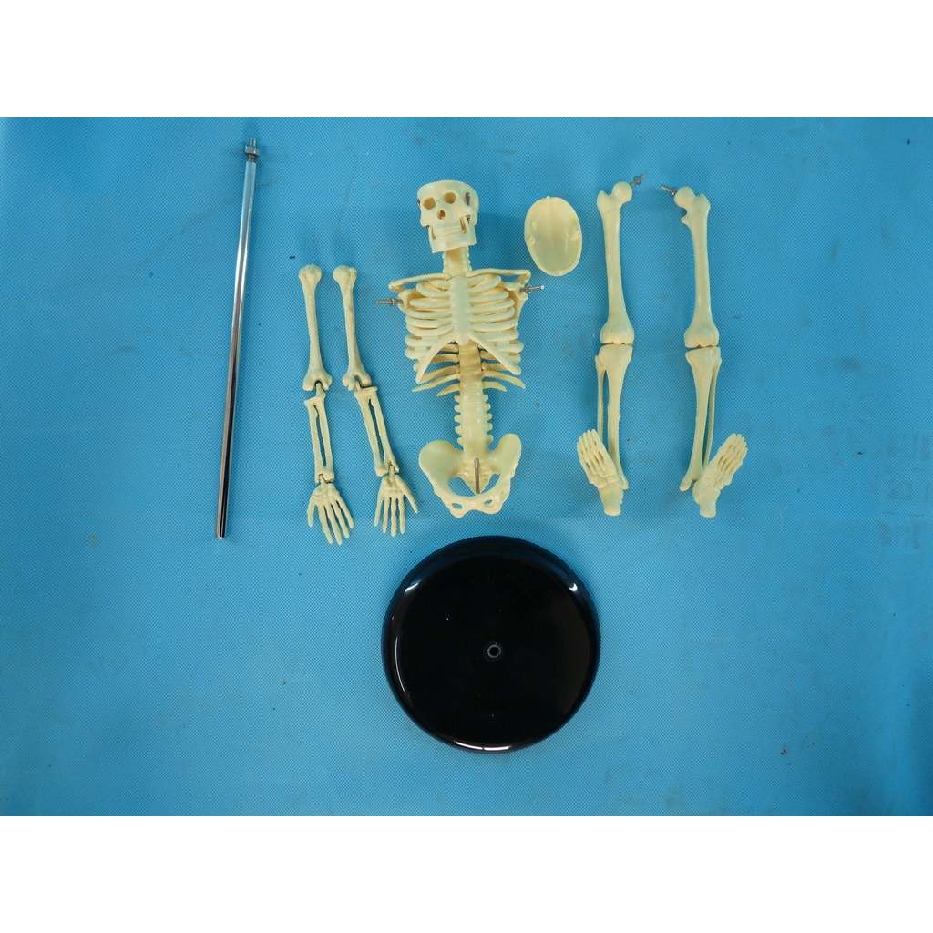 Good Quality Detachable 45cm Human Body Bone Model Bone Skeleton Medical Teaching Explanation ...