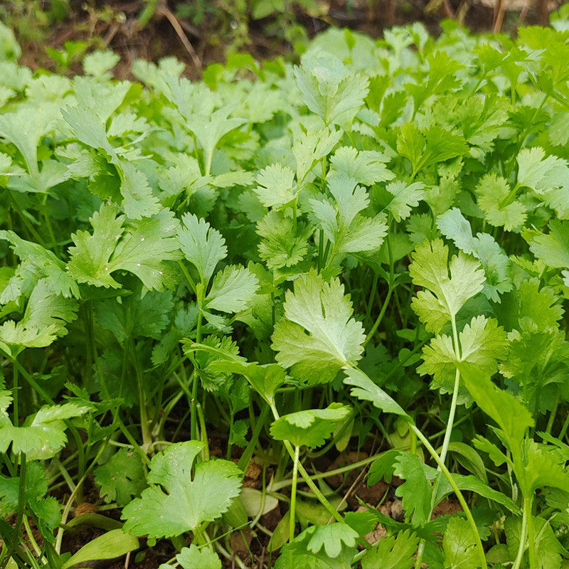 100% High Quality Coriander Cilantro Wansoy Chinese Parsley Seeds (20 ...