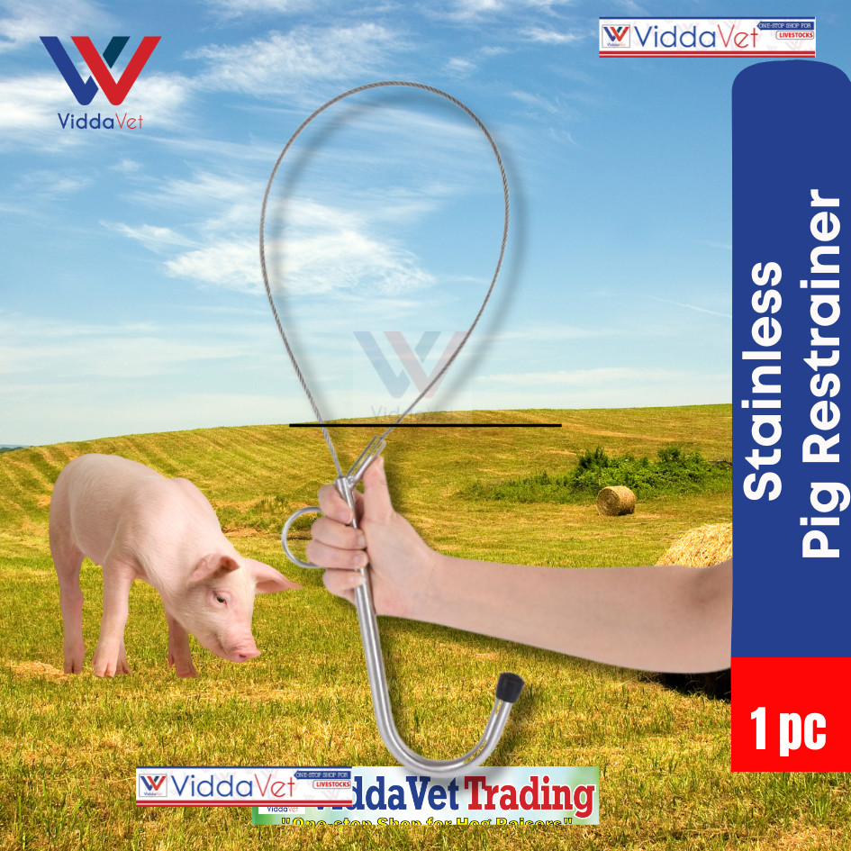 Pig Handling Holder Stainless steel harness for pig hog cather snare ...