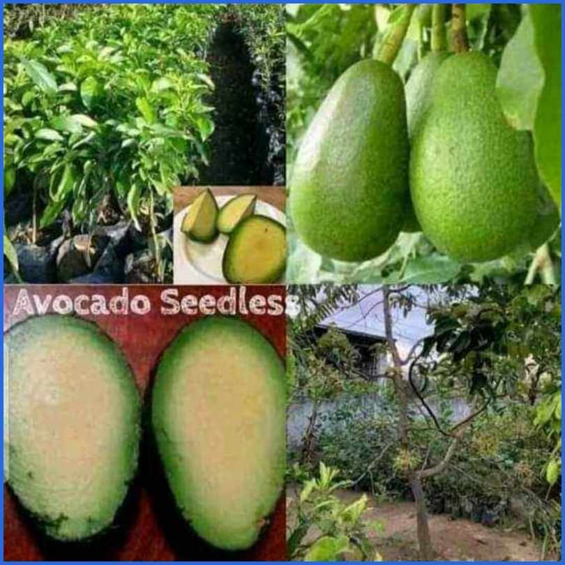 Grafted}Cu&Seedless}dT