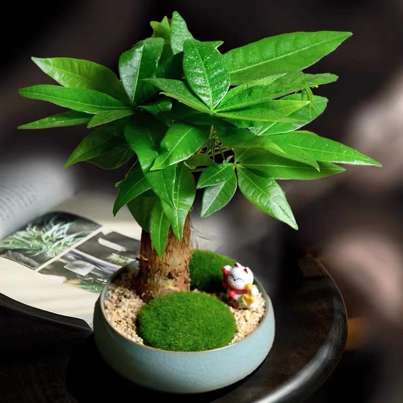 [100% Original Seed] Pachira macrocarpa Seed Money Tree Plants Seeds ...