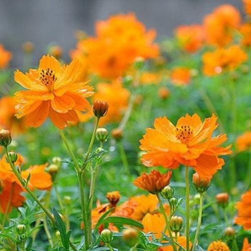 Cosmos Tall Mixed Variety Flower Garden 20 Seeds Sulfur Cosmos Seeds ...