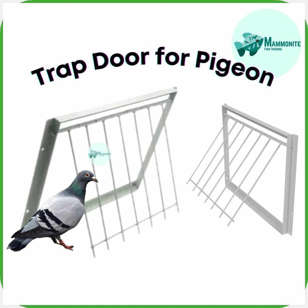 Bird]bq;i>Pigeon[I,Trap Z+L+s+V+N+Door Stainless Steel Frame Trapping ...