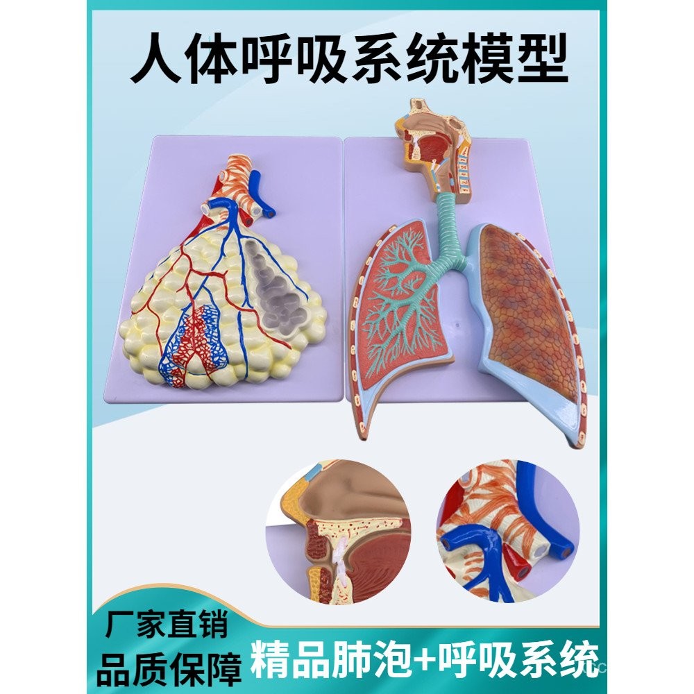 Human respiratory system anatomy model Lung Bubble Enlarged Anatomy ...