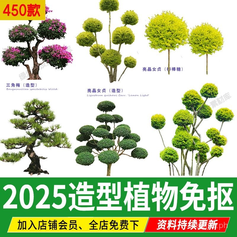PS Landscape Design Plant Shrub Ball Shaped Tree Welcoming Podocarpus ...