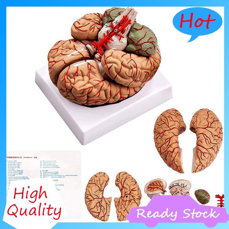 Human Brain Model,Life Size Human Brain Anatomy Model with Display Base ...