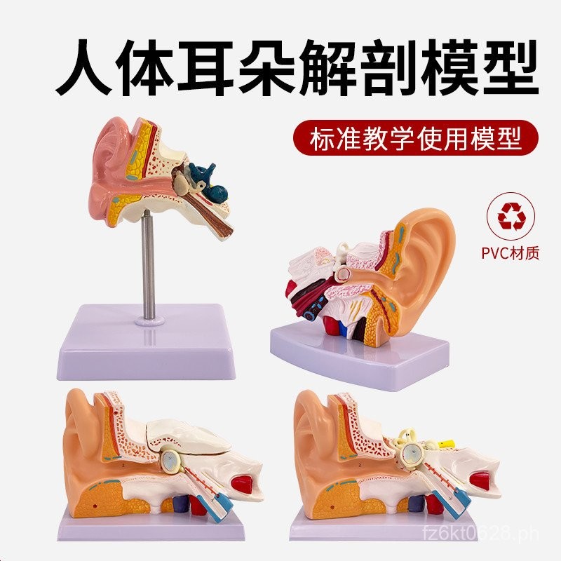 Anatomical Ear Model Anatomy External Organs Desktop Medical Ear System ...