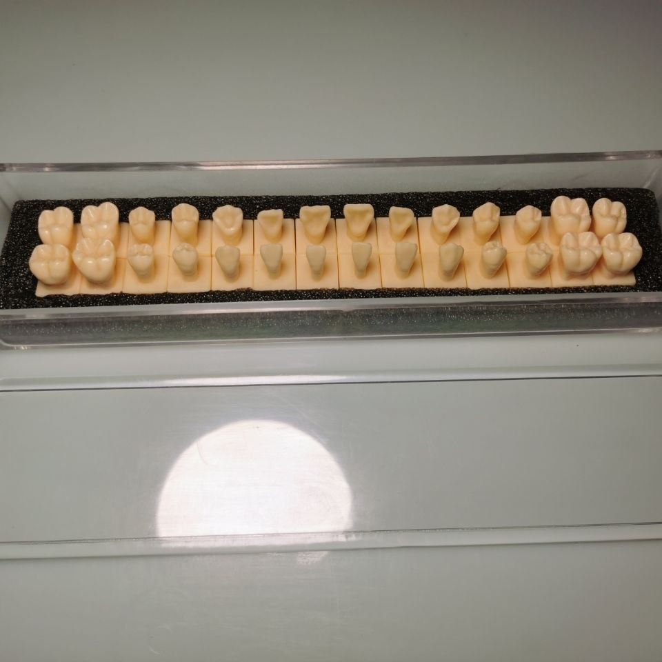 Yixi Dental 28 Teeth Standard Models 1.2 Times Permanent Teeth with ...