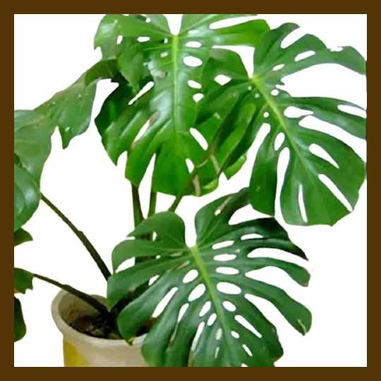 Monstera?rR;Deliciosa,bM)Cutting/VZ$with^Ky$1^xr$Leaf^Cg$and^Xm$roots ...
