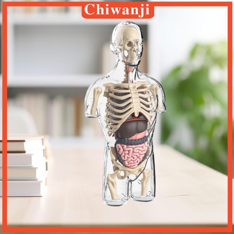 [Chiwanji] Human Body Model Kits Torso Model Body Parts Organs for ...