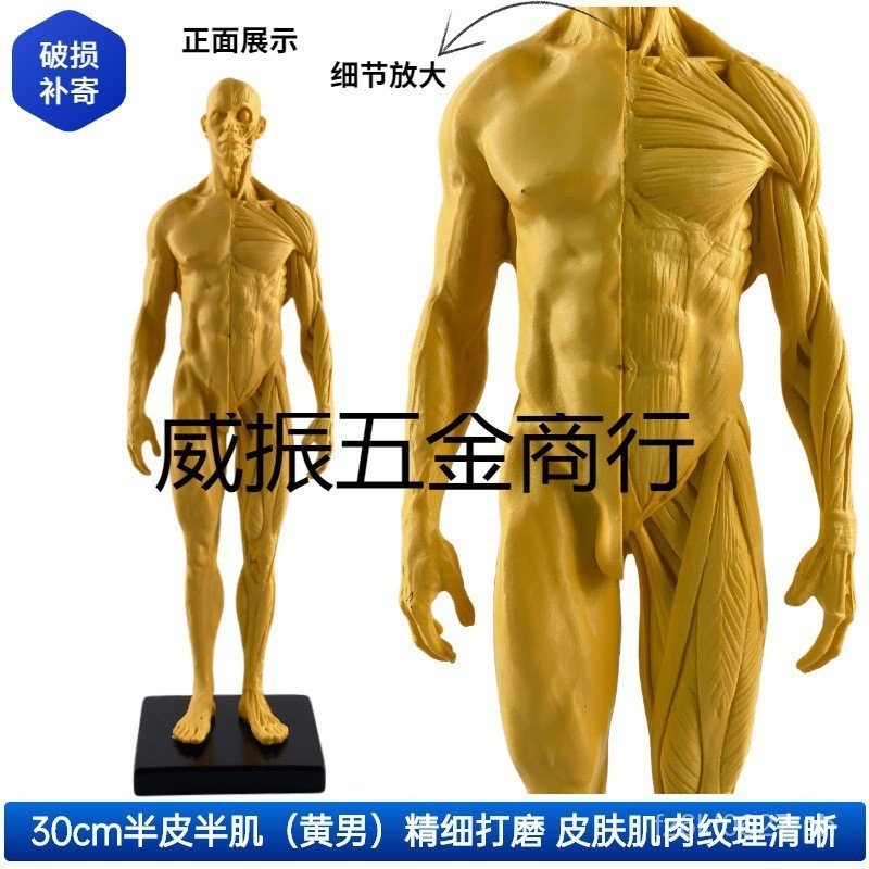 Neutral Full-Body Anatomy Model for Drawing Reference Art Structure ...