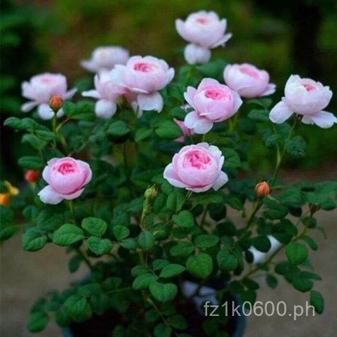 Shrub Potted Rose Rock Large Seedling Balcony Rose Fragrant Flower ...