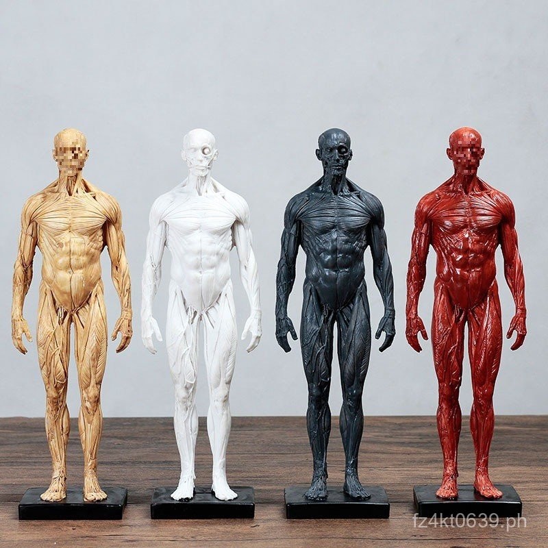 Human Body Model Muscle Beauty Skeleton Drawing Model JAB1Employment ...