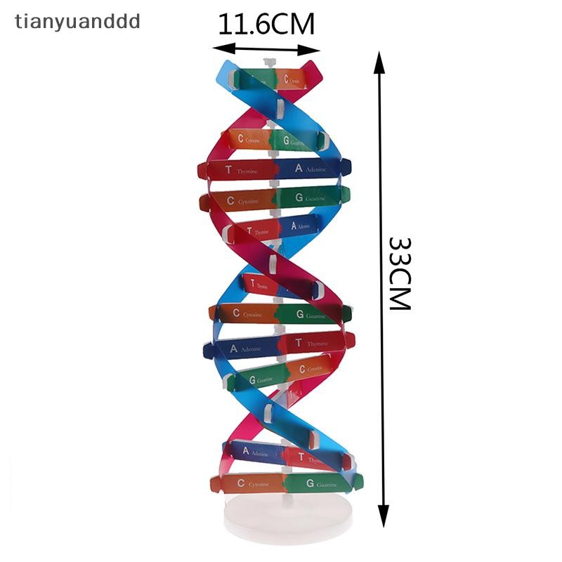 tianyuanddd Human Genes DNA Models Double Helix Science Toys Teaching ...
