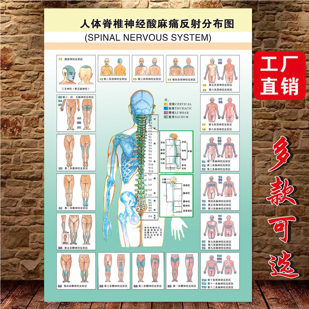 Human Spine Neural Soreness Reflection Distribution Chart Chinese ...