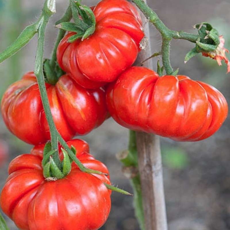 TAGALOG TOMATO / KINALABASA - Pearl Tomato Seeds Poted Vegetable Seeds ...