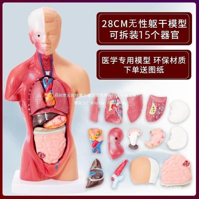 Human Organ Structure Anatomy Model Biological Postpartum Full Body ...