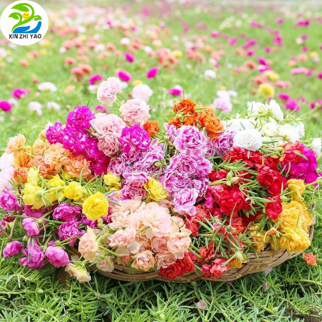 100 Seeds/Pack Mixed Portulaca Seed Moss Rose Flower Seeds For ...