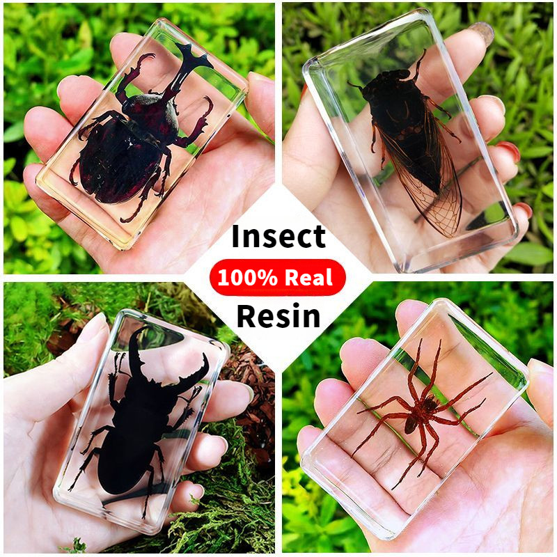 7.3cm Insect Resin Specimen Marine Animal Science Teaching Real Bug ...